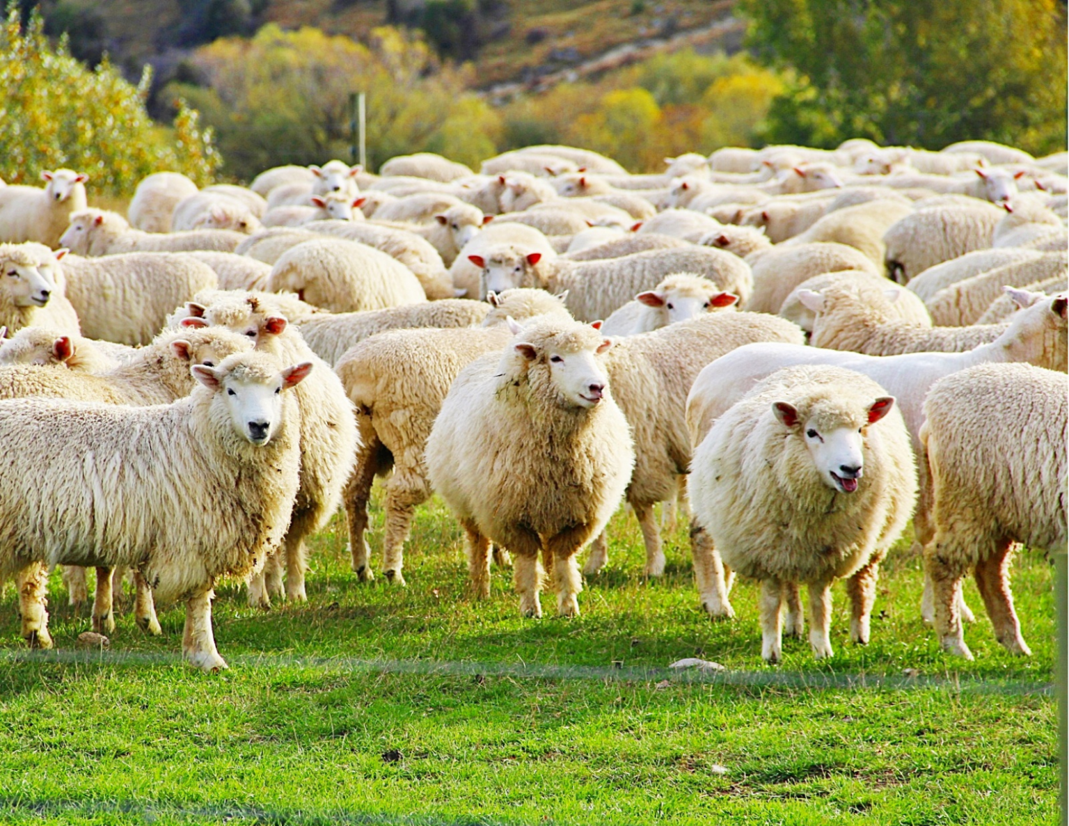 The Difference between Informative and Persuasive | NCFCA